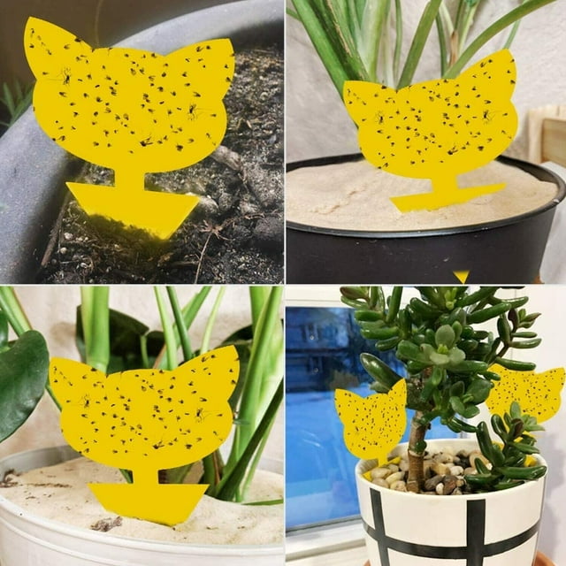 Sticky Fruit Fly Gnat Trap Paper Sticky Bug Insect Glue Catcher Indoor ...