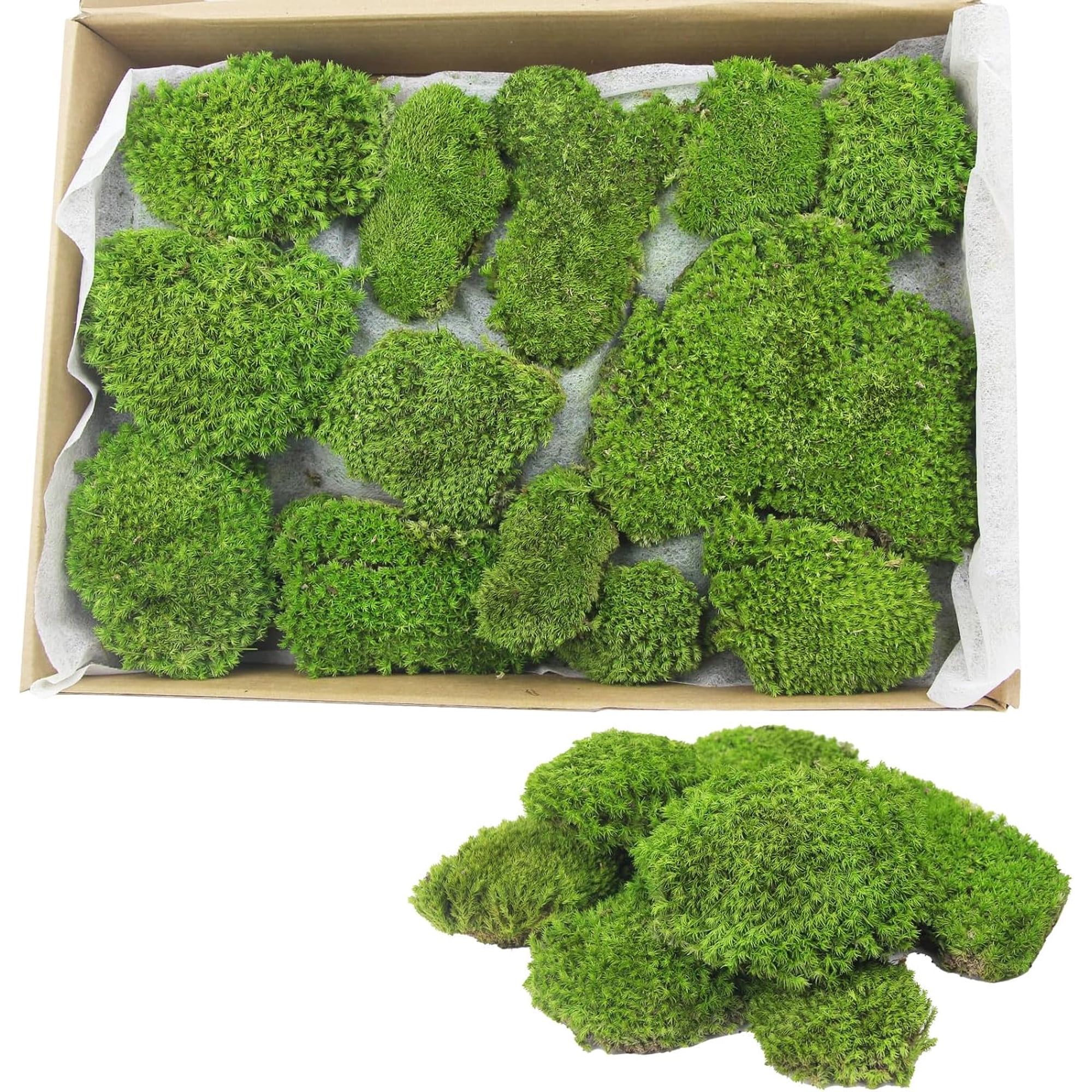 Click here for Wangbasdasd Preserved Moss Bulk Green Natural Pres... prices