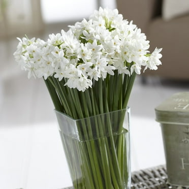 Van Zyverden Paperwhite Kit with Artisan Decorative Planter Set of 4 ...