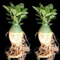 Brilliant Desert Rose Planting-Horticulture-Professional-(Non ...