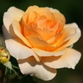 Potted Welsh Gold Heirloom Roses - Delivered Live Orange Flower Rose ...