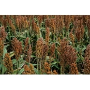 50 MENNONITE SORGHUM Sugar Cane Sorghum Bicolor Grain Vegetable Seeds ...
