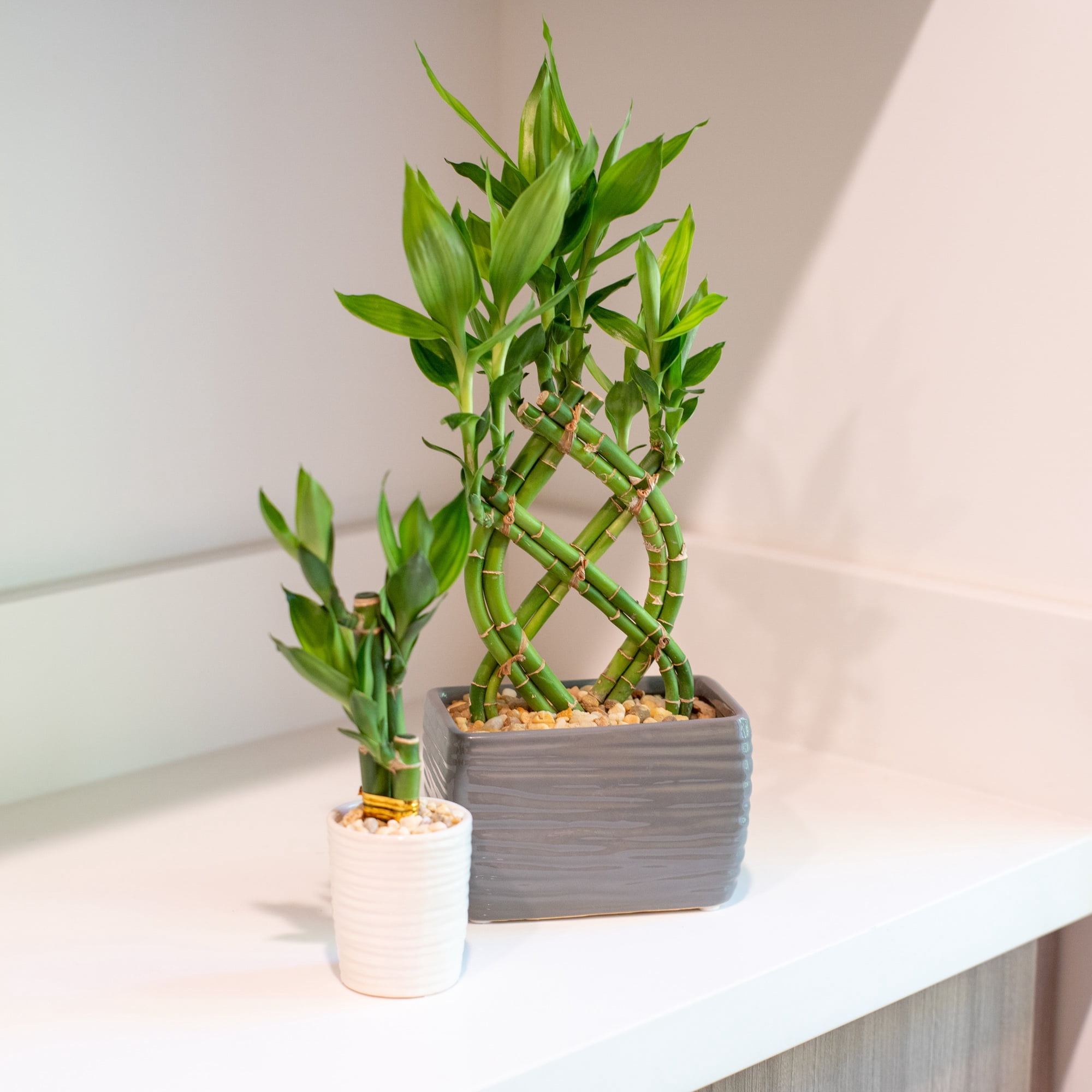 Lucky Tree Plant