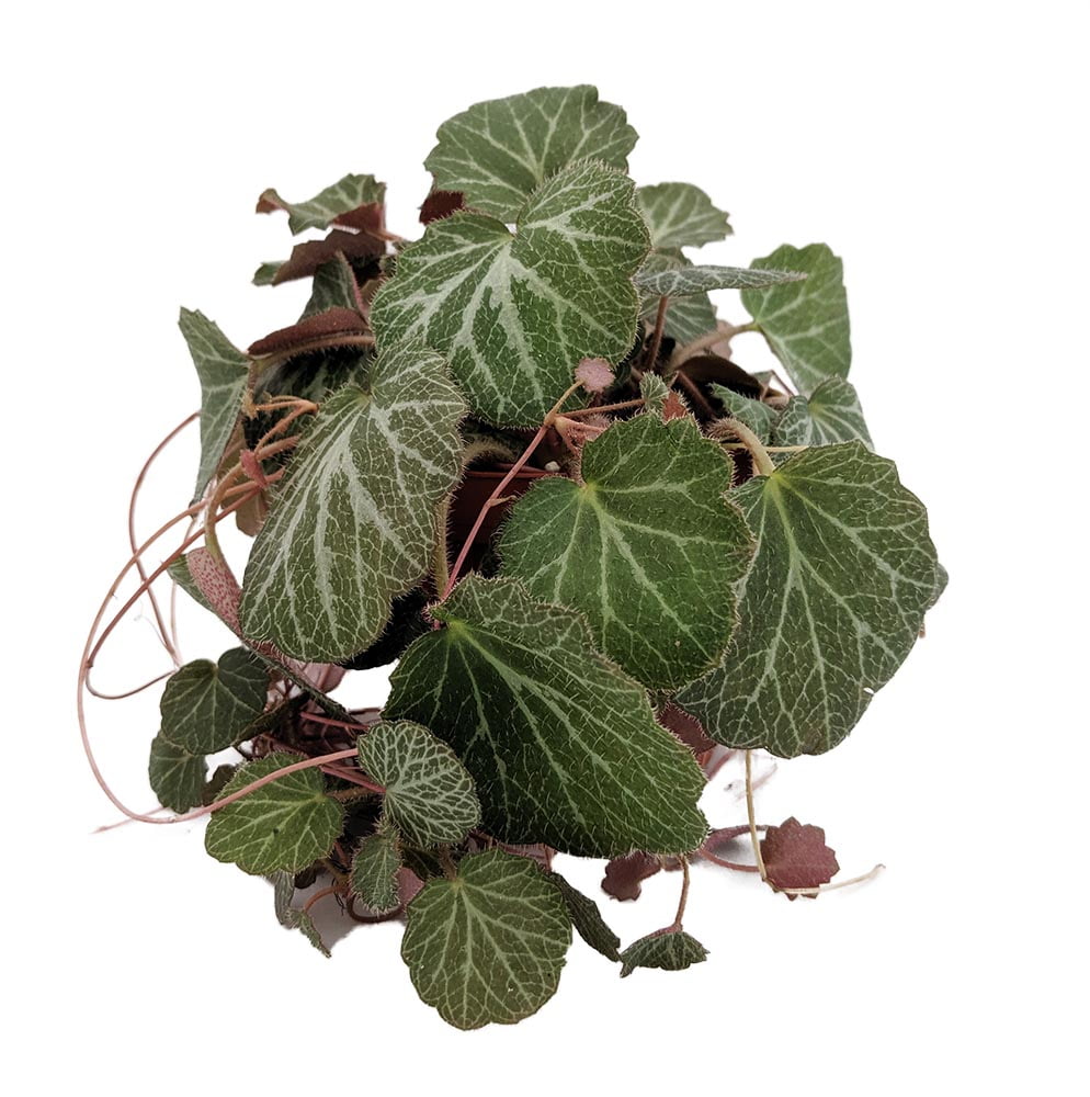 Strawberry Begonia Plant - 4" Pot - Saxifraga - Easy House Plant ...