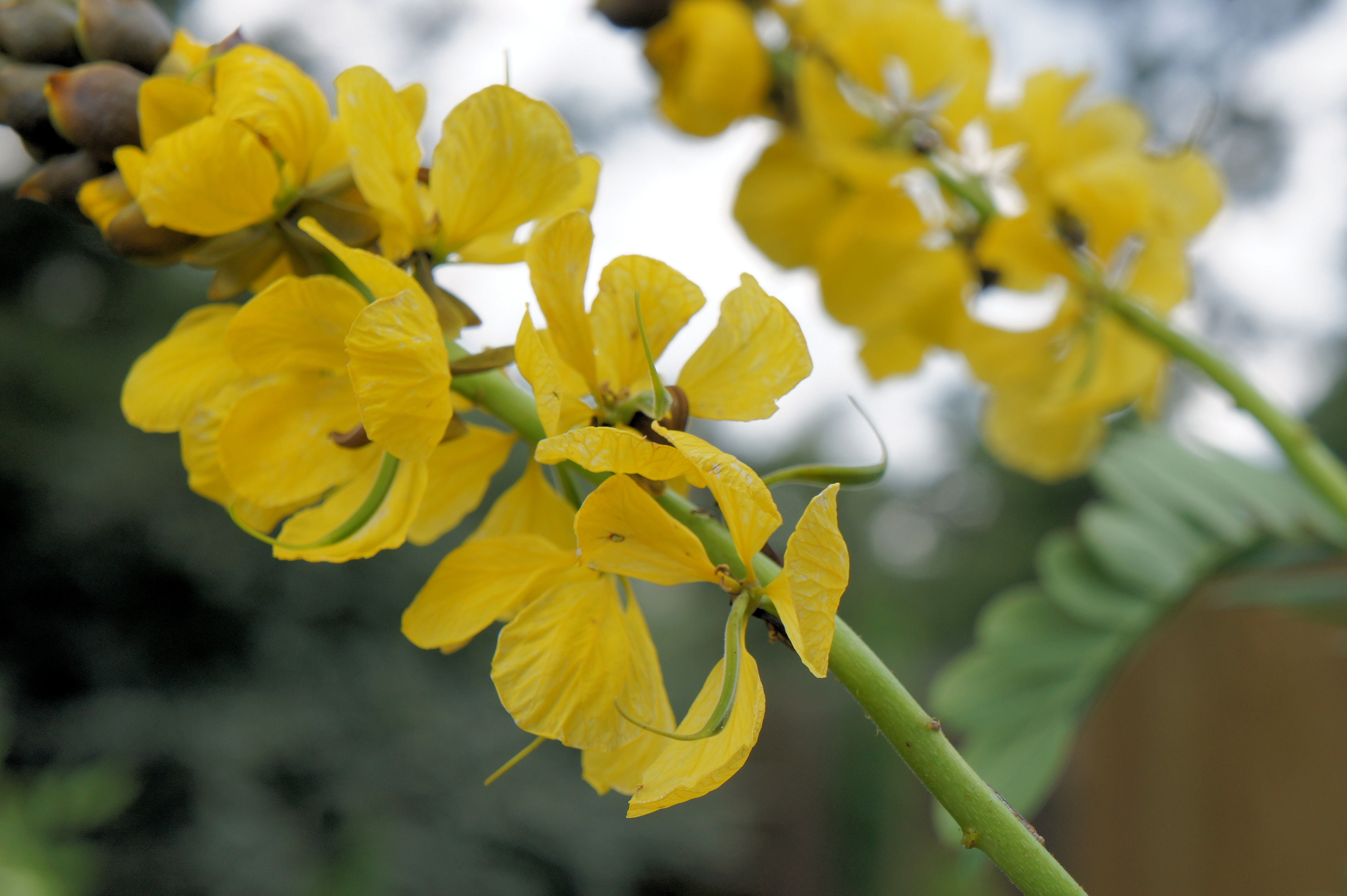 000 SEEDS -Avaram Senna 10 seeds Bright Yellow Flowers Attracts ...