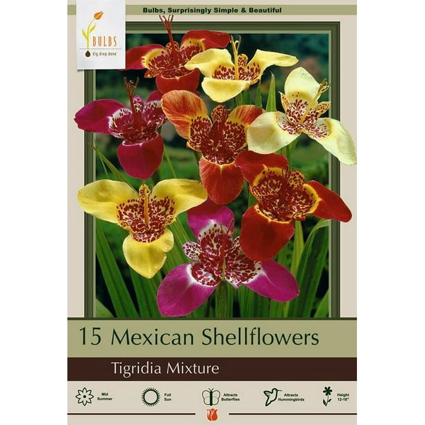 Mexican Shell Flower Mix 15 Bulbs - 9/+ cm - Tigridia Pavonia - Mixed ...