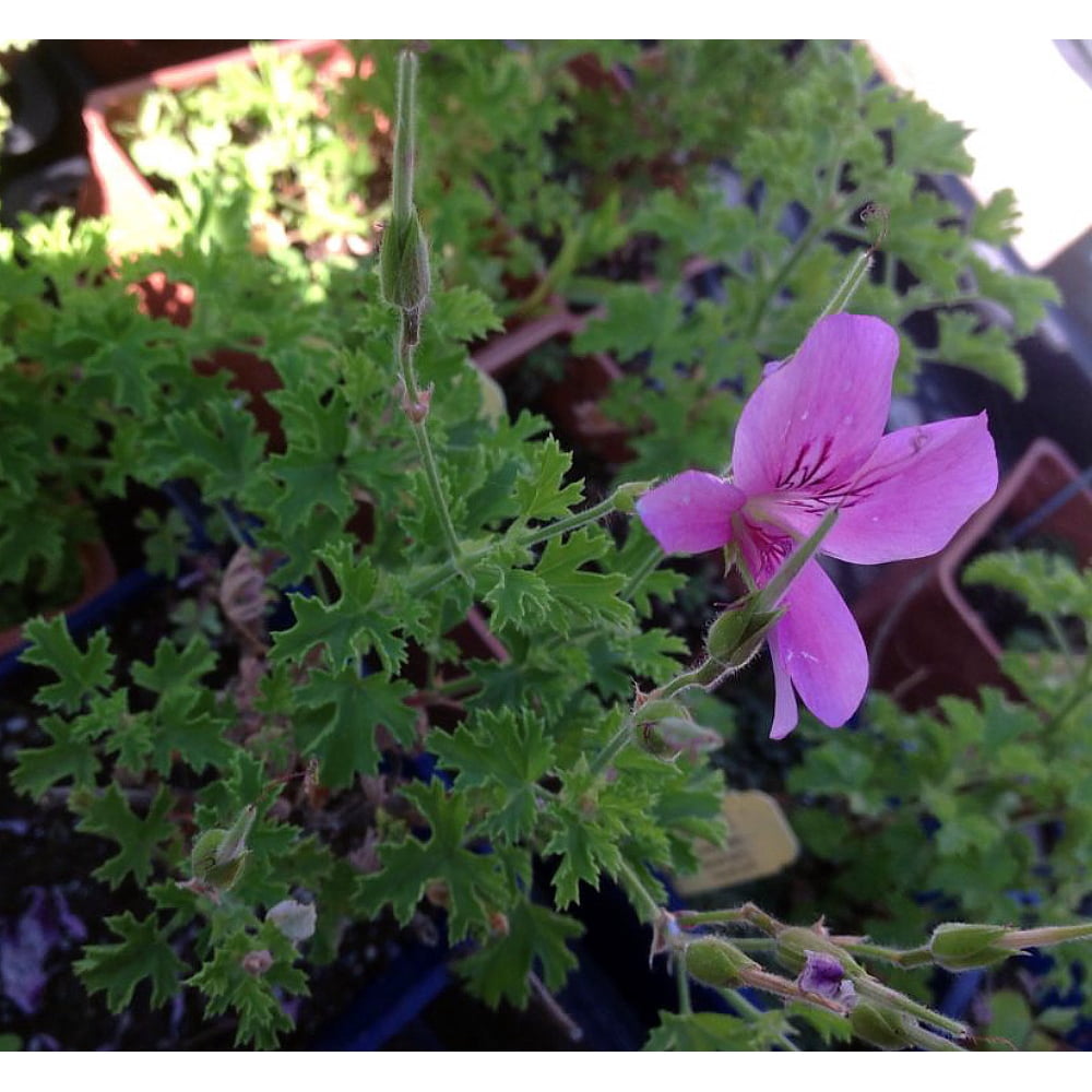 Strawberry Scented Leaf Geranium - Grow Indoors or Out - Live Plant ...