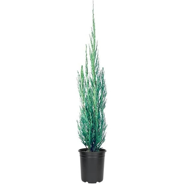 Skyrocket Juniper - 1 Live 4 Inch Pot - Juniperus Scopulorum - Formal ...