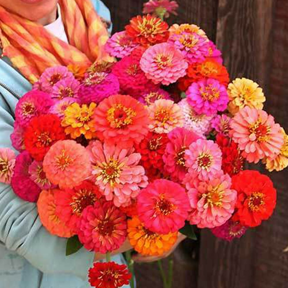 Pumila Pompon Zinnia Seeds - 500 Mg Packet ~55 Seeds - Annual - Open ...