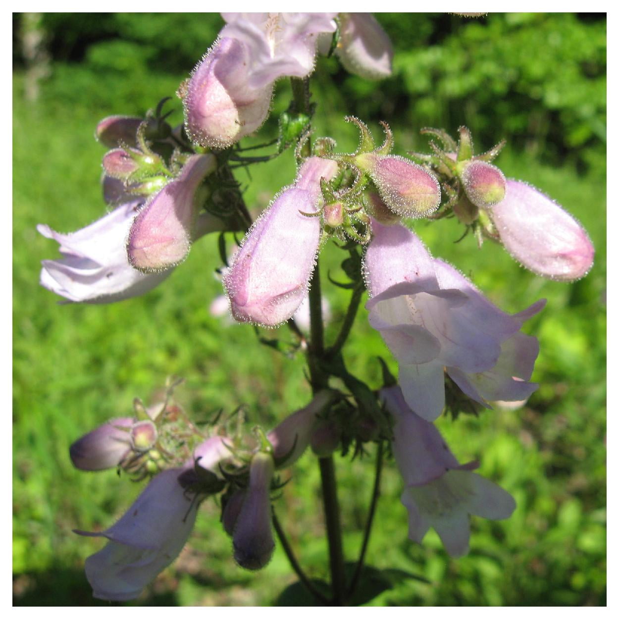 Everwilde Farms - 1 lb Calico Beardtongue Native Wildflower Seeds ...