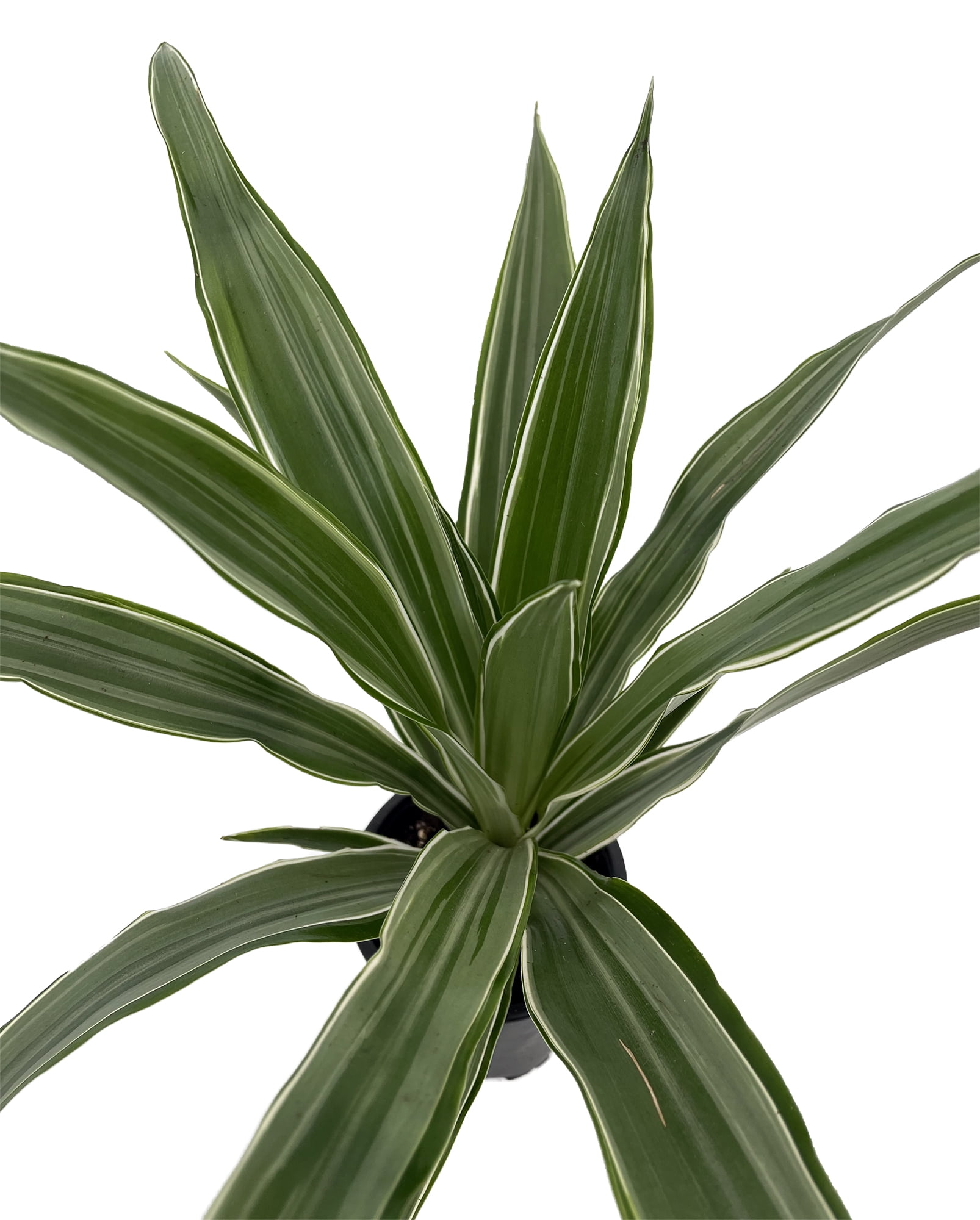 White Stripe Dragon Tree - Dracaena warneckii - 3.5" Pot - Walmart.com