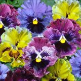 Eden Brothers Pansy Seeds - Rococo Mix - Walmart.com