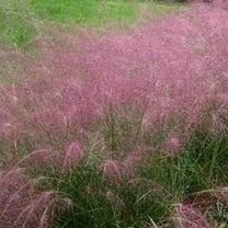 Drought Tolerant Muhlenbergia Ruby Muhly Ornamental Grass Plant Seeds ...