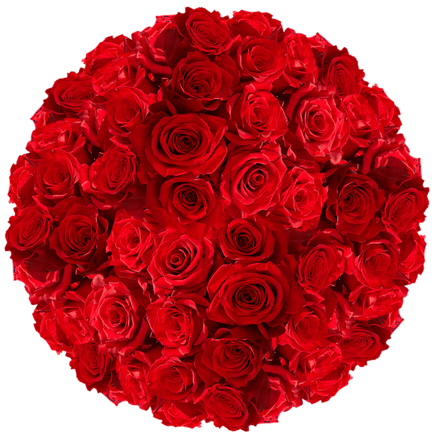 750 Stems of Solid Red Color Roses - Walmart.com