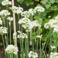 Garlic Chive Live Plant Bare-Root (5 Count) - Walmart.com