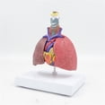Ywmsfl Anatomical Lung Model Shows Detail of Respiratory System, Life ...
