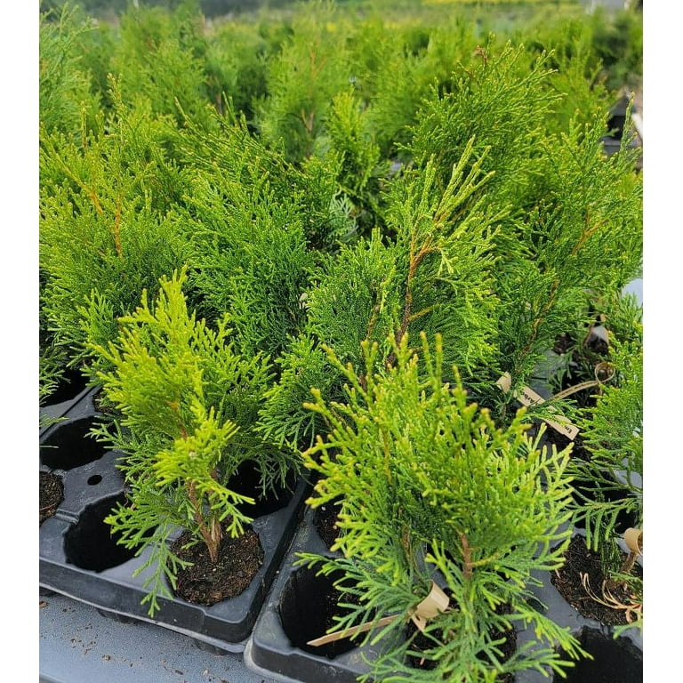 Thuja Plant