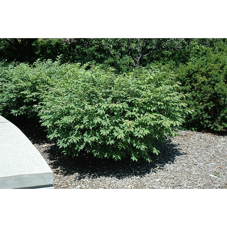 Dwarf Burning Bush Summer