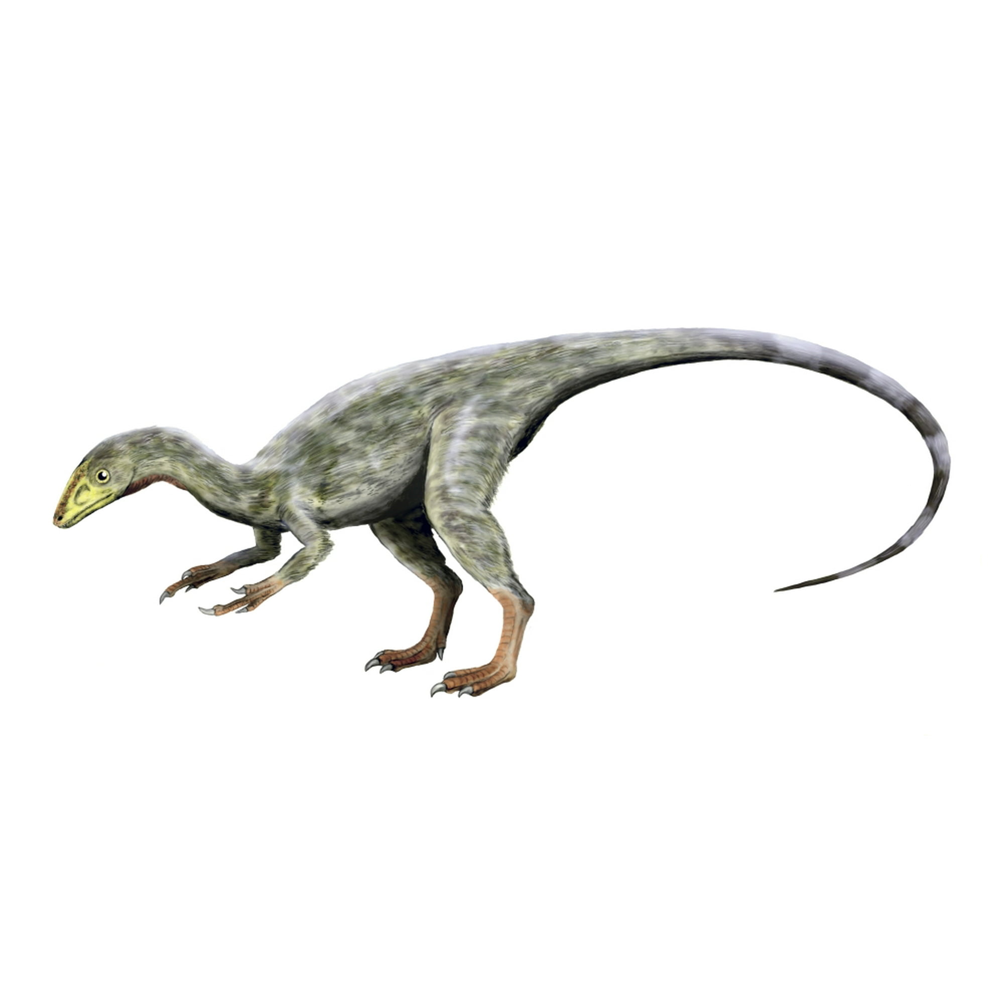 Compsognathus Minecraft Full Size