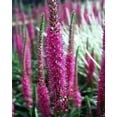 50 Mixed Colors VERONICA SIGHTSEEING MIXTURE (Spike Speedwell) Veronica ...