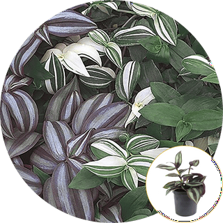 Pink Tradescantia Nanouk, Variegated Wandering Jew, Exclusive 4 inch ...