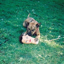 Joyce Manor - Cody - Music & Performance - Vinyl - Walmart.com