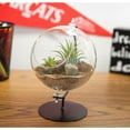 Panacea Desktop Glass Terrariums w/Metal Stands, Pack of 2 - Walmart.com