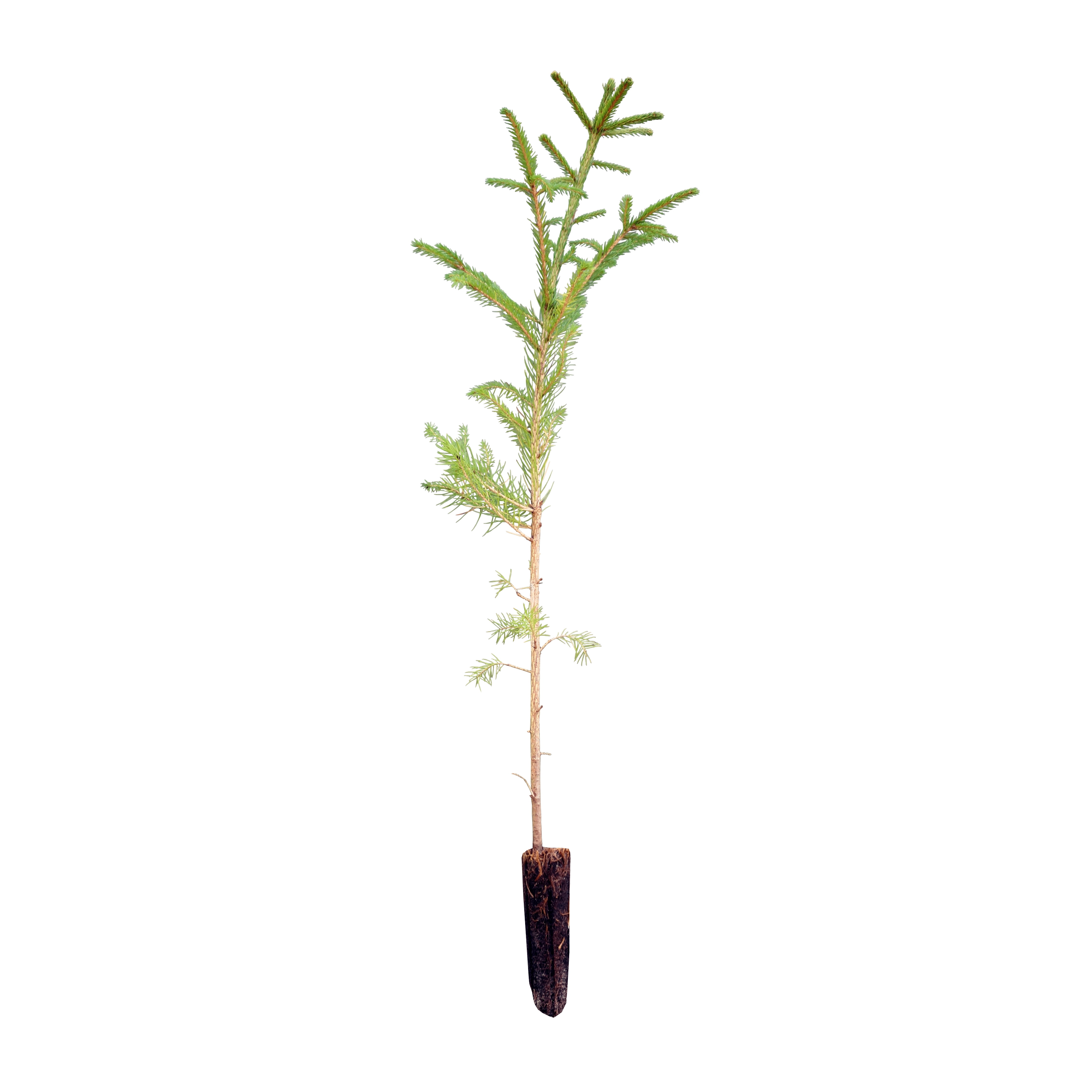 Norway Spruce | Medium Tree Seedling | The Jonsteen Company - Walmart.com