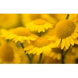 250 GOLDEN MARGUERITE DAISY Dyer's Yellow Chamomile Anthemis Tinctoria ...