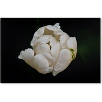 "White Parrot Tulip" Canvas Art by Kurt Shaffer - Walmart.com