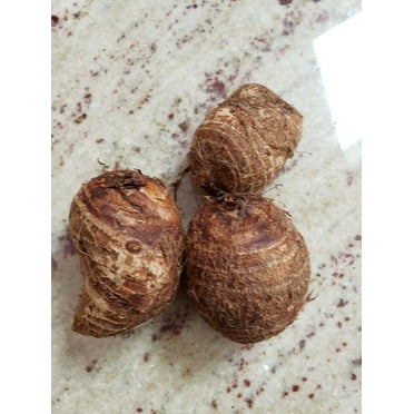 READY TO GROW 15 Colocasia Esculenta Elephant Ear Gabi Kalo Eddo Bulbs ...