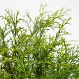 Expert Gardener Gold Mop Threadleaf False Cypress (2.5 Quart) Evergreen ...