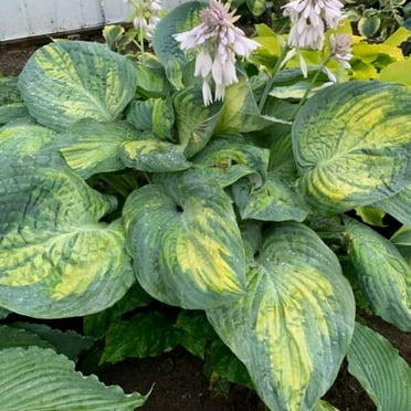 Proven Winners 10" Shadowland 'Miss America' Hosta (Hosta hybrid ...