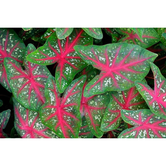 Mixed Color Caladium Bulbs, Fancy Mix, Easy to Grow, Colorful Mix ...