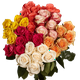 75 Stems of Assorted Roses- Beautiful Fresh Cut Flowers- Express ...