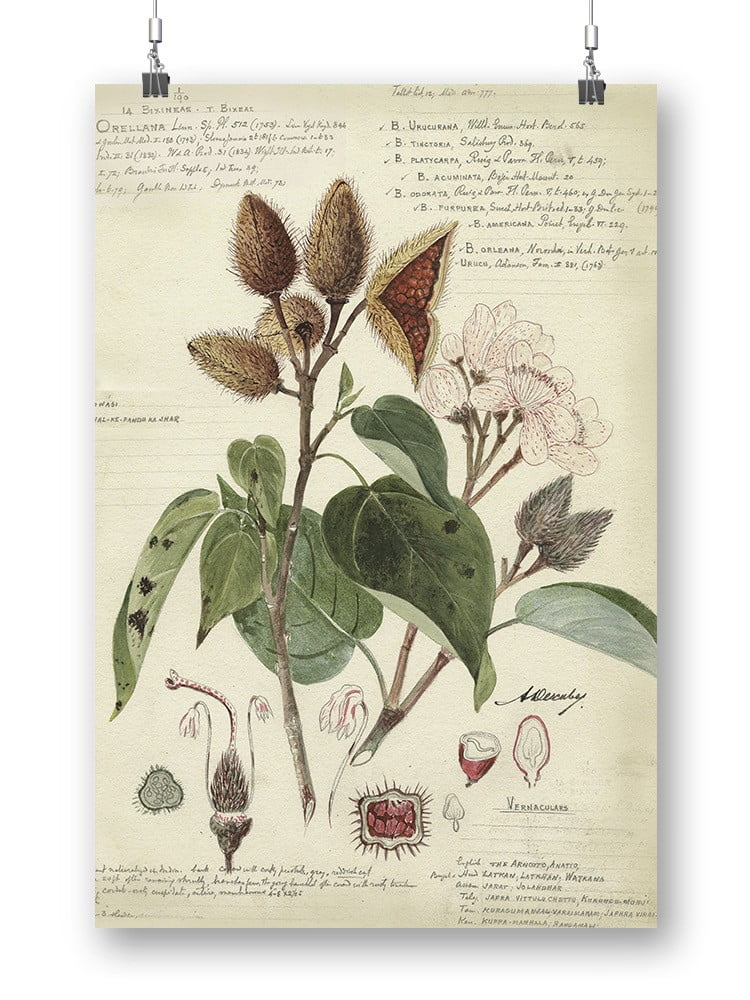 Botanical Notes Poster - A. Descubes Designs, - Walmart.com