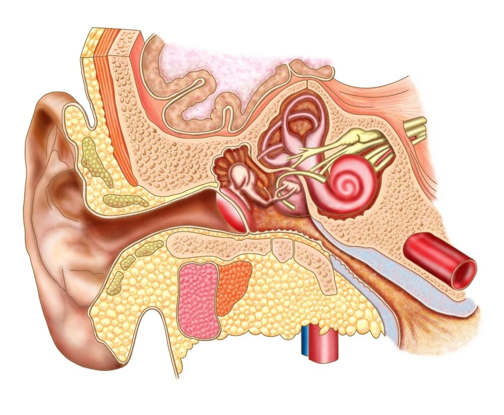 Anatomy of human ear Poster Print - Item # VARPSTSTK700172H - Walmart ... Anatomy of human ear Poster Print - Item # VARPSTSTK700172H - Walmart ...