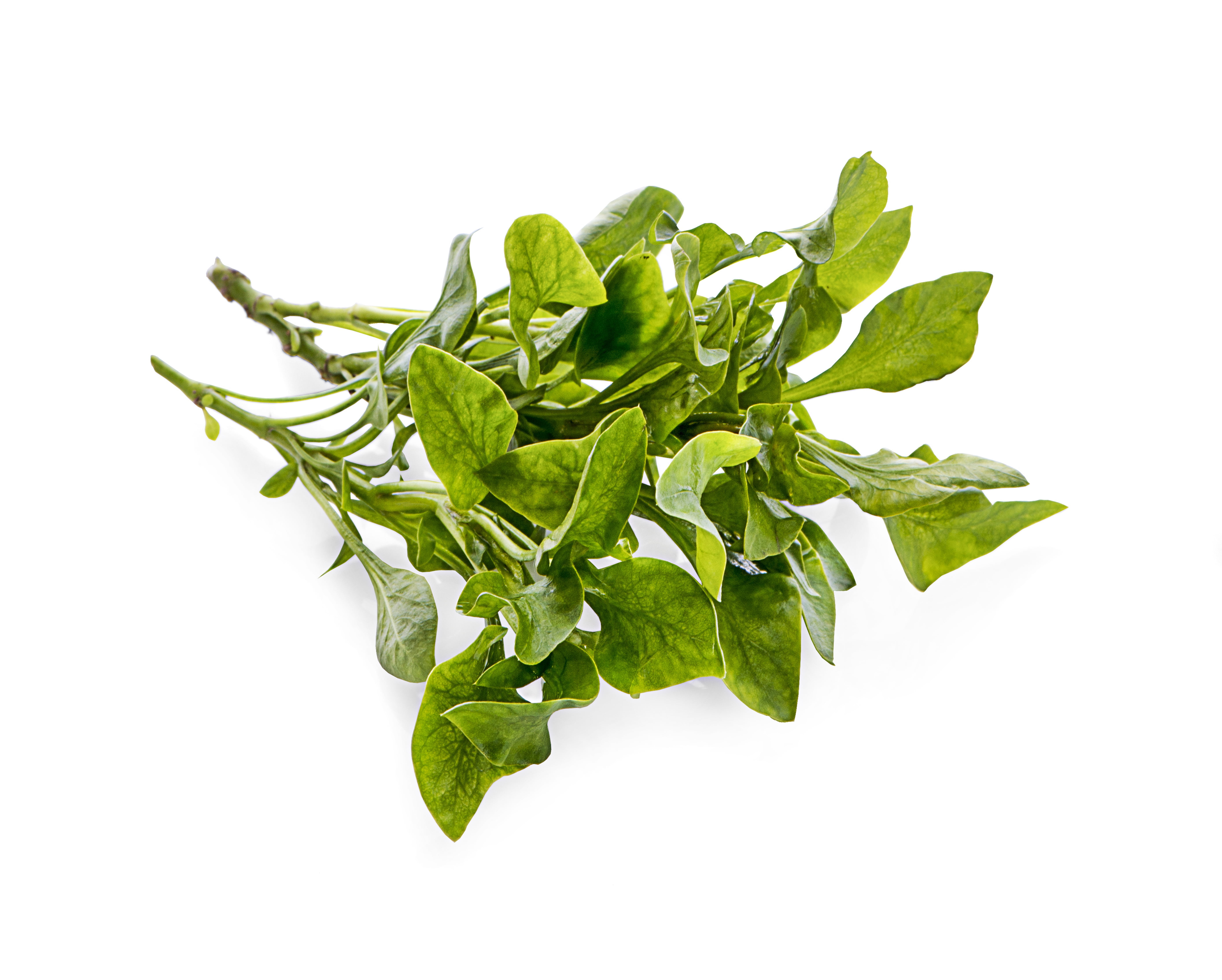 Cress Seeds, 200+ Upland, Heirloom, Non GMO Seeds, Barbarea Verna ...