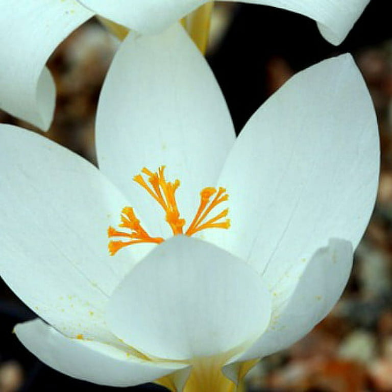 White Autumn Crocus
