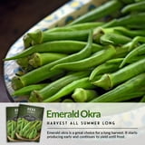 5 packs Emerald Okra Seed - Non-GMO Heirloom Full Sun Annual Vegetable ...