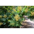30 FLAMELEAF SUMAC TREE Shining Dwarf Winged Rhus Schmaltzia Copallina ...