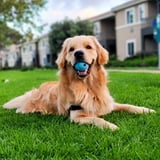 Chuckit! Fetch Medley 3 Pack Medium Dog Toys with Whistler, Ultra, and ...