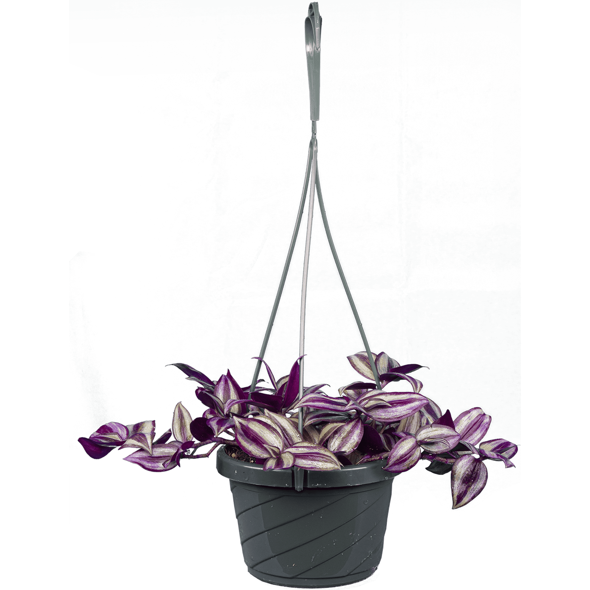 Click here for Plantsome Tradescantia Zebrina Wandering Plant (M)... prices