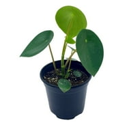 Ficus Moonshine Shivereana, 4 inch, Variegated Rubberplant, Splash ...