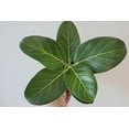 Audrey Ficus Tree - Live Starter Plant in a 2 Inch Pot - Ficus ...