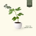 PLANT NOOK Brown Turkey Fig (Ficus carica) Live Plant Starter Plug 2 ...