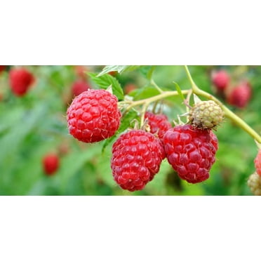 Caroline Red - Raspberry Plant - Everbearing - Ready for Spring ...