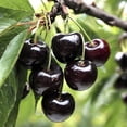 2 Wild Black Cherry Trees Bare Roots, Sweet Cherry Fruit Tree, 3-4 Ft ...