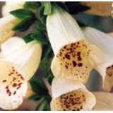 1000 DWARF FOXY MIX FOXGLOVE Digitalis Purpurea Flower Seeds - Walmart.com