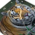 3drose, India, Kanha Tiger Reserve. Bengal Tiger Enjoys the Cool ...